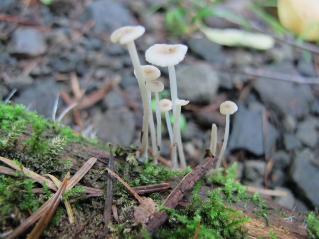 キノコの写真・解説