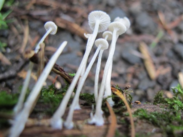 キノコの写真・解説